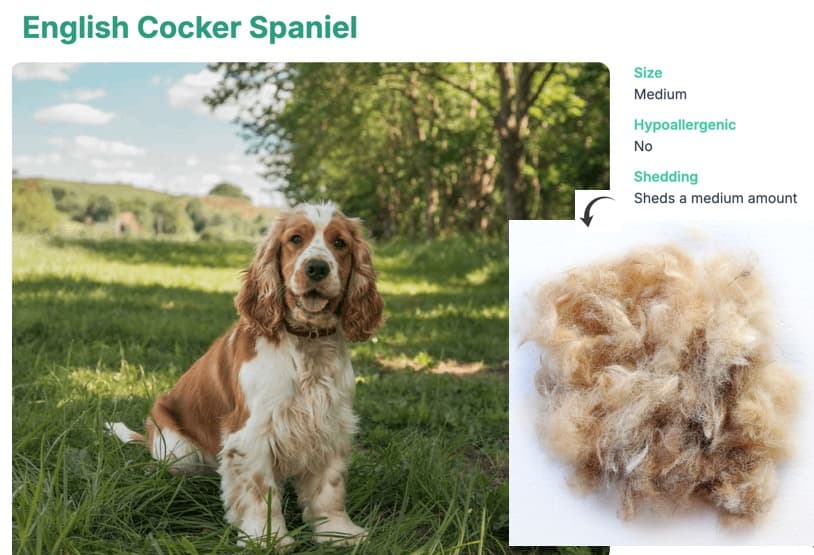 Random Dog Generator - 400+ Unique dog world!